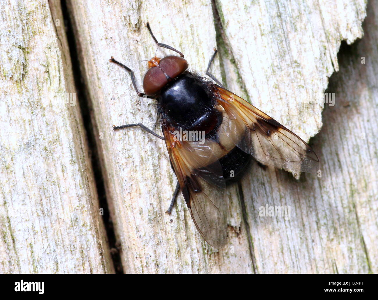 Volucelle Transparente High Resolution Stock Photography and Images - Alamy