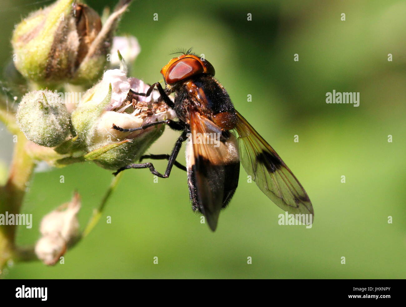 European Pelucid Hoverfly (Volucella pellucens), also unofficially ...