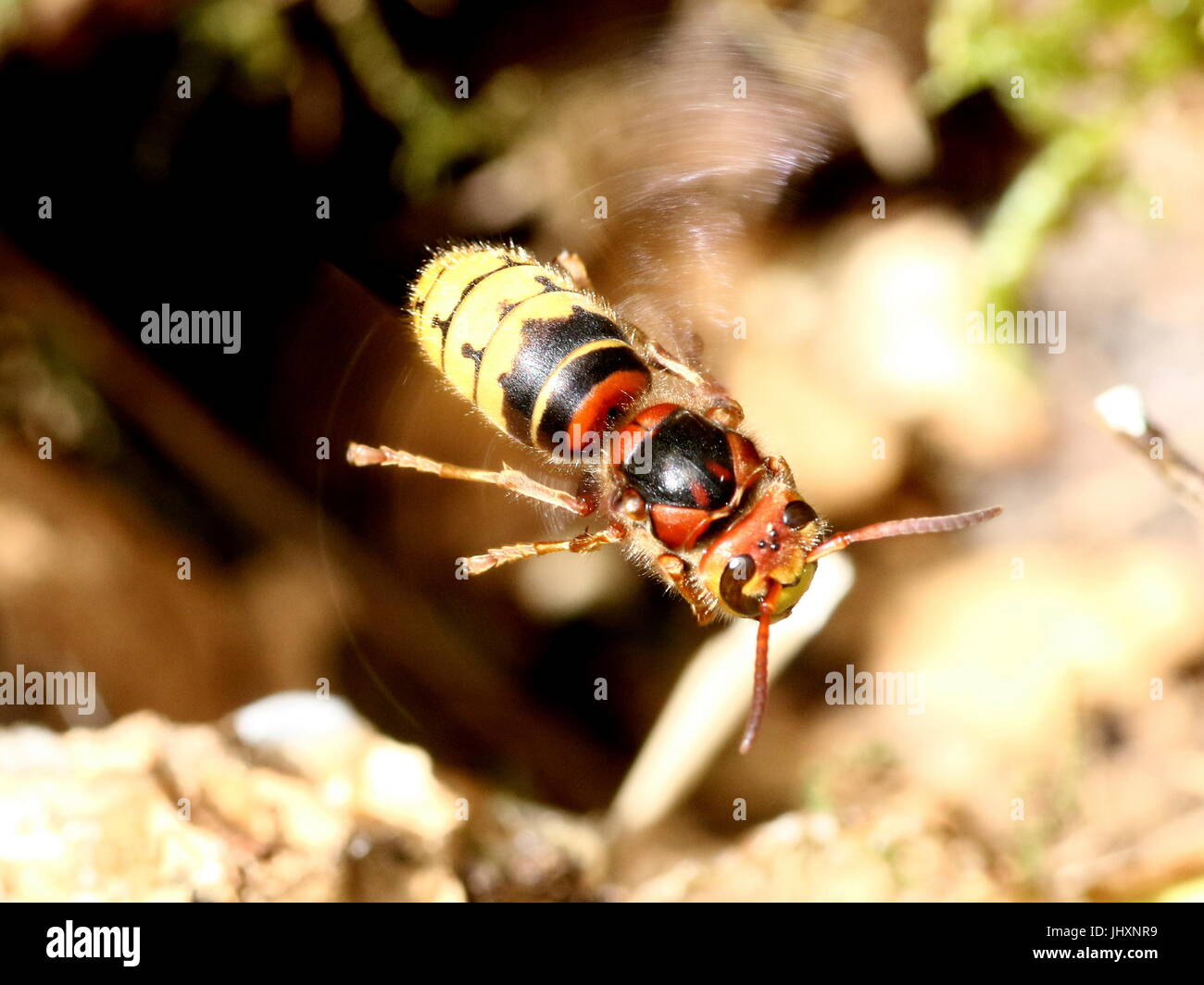 Hovering insect hi-res stock photography and images - Alamy