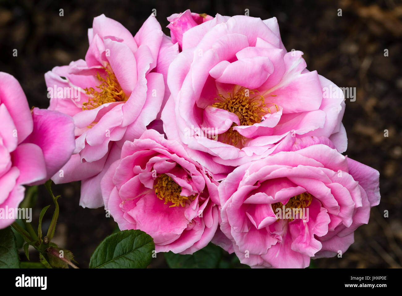 Cluster of pink, semi-double flowers of the hybrid tea rose, Rosa 'Pink ...