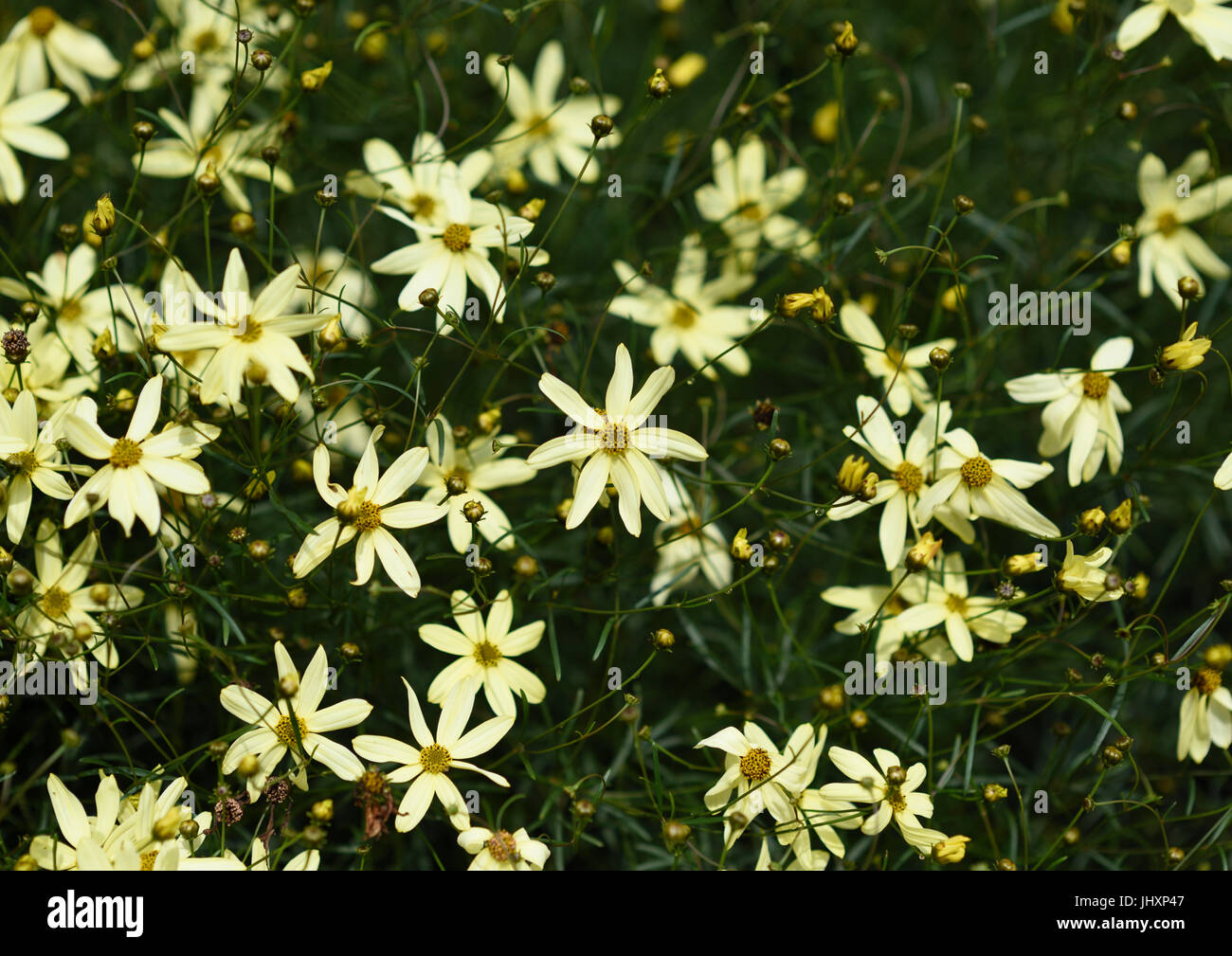 Tickseed Moonbeam flowers in north west england uk Stock Photo - Alamy