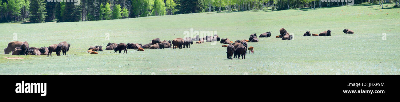 Bison Herd North Rim Stock Photo - Alamy