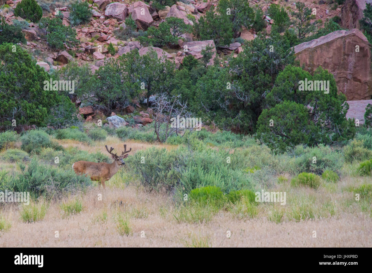 Desert Mule Deer Buck Stock Photo - Alamy