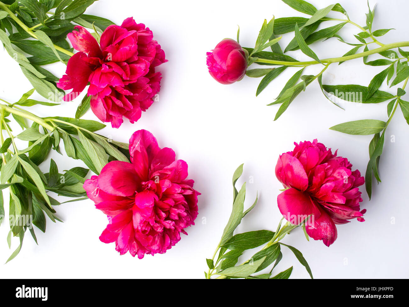 Red peony flowers arrangement on white background Stock Photo - Alamy