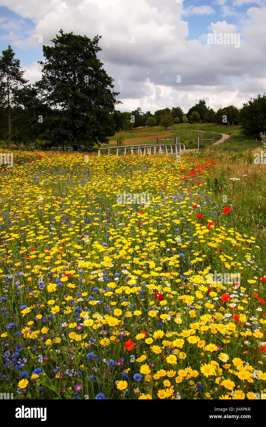 Wildflower Meadow - Essex, England, UK Stock Photo - Alamy