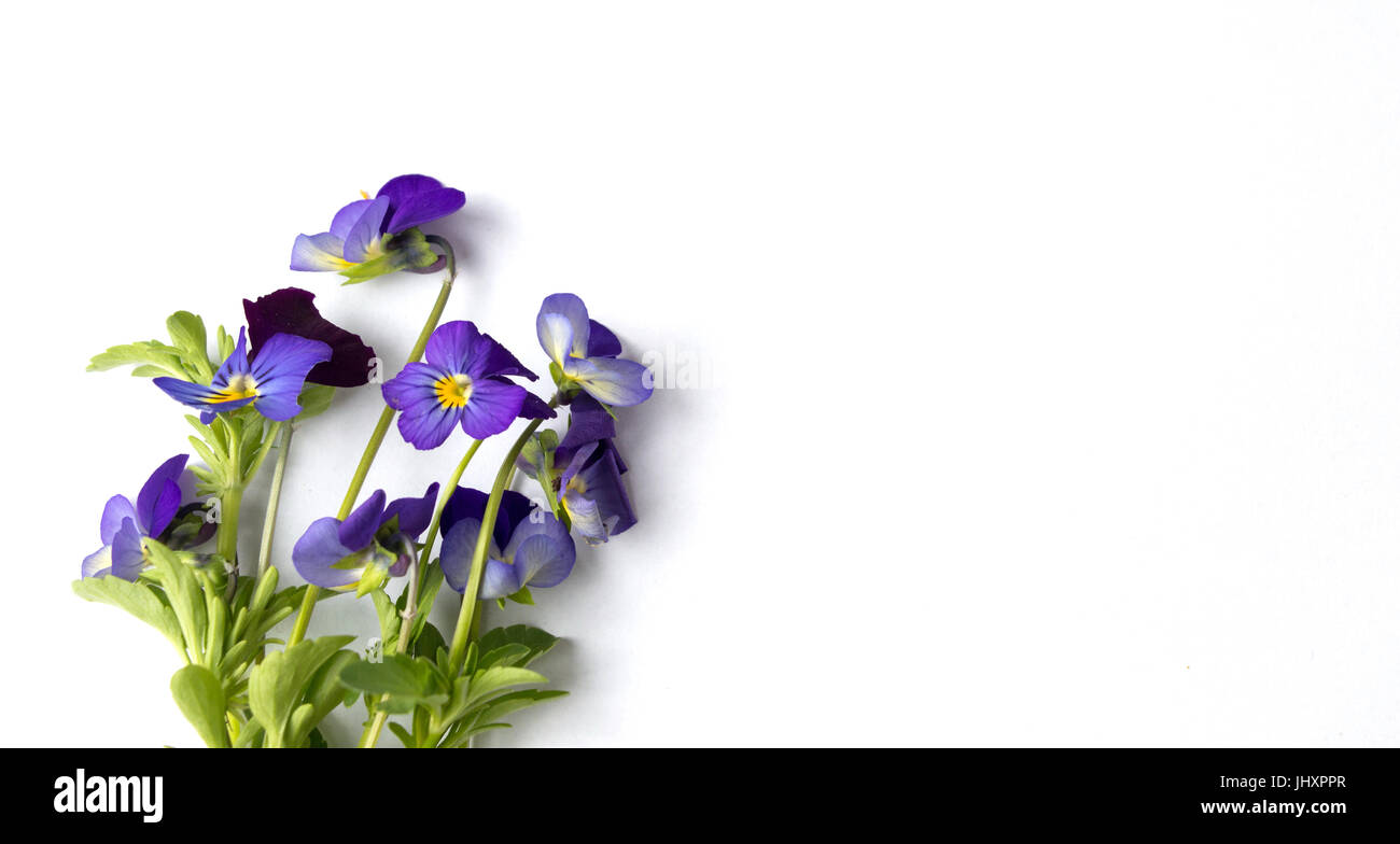 Wild viola flower on white background isolated Stock Photo - Alamy