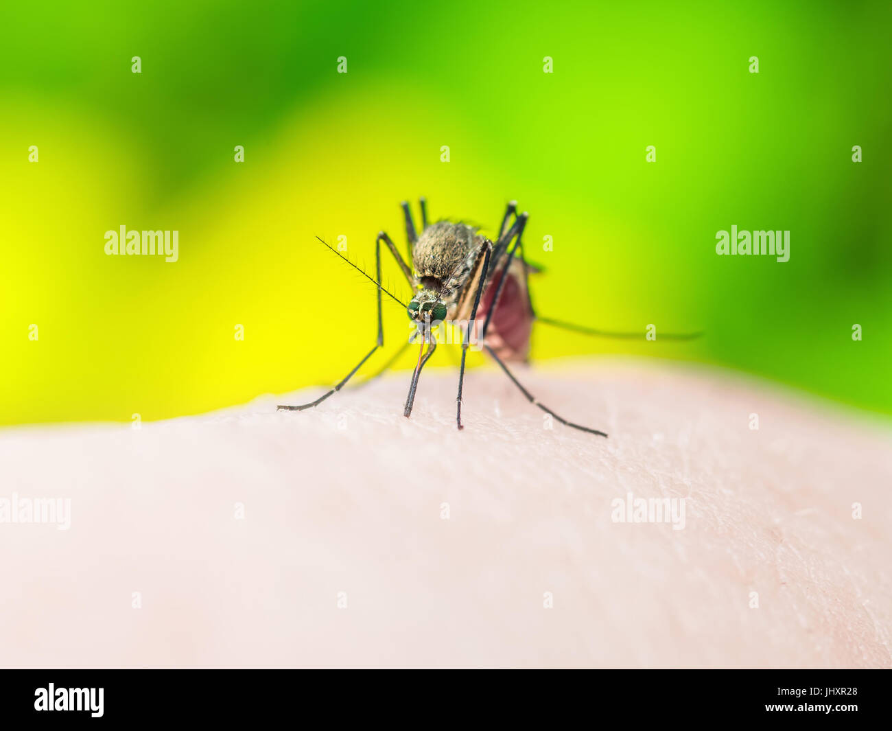 Malaria or Zika Virus Infected Mosquito Sting on Yellow Background ...