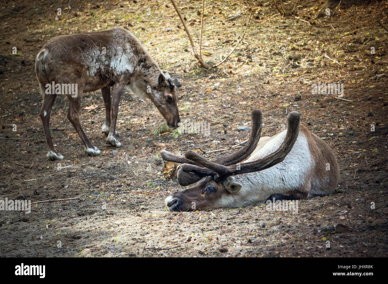 The female polar deer stands near the carcass of a dead male reindeer ...