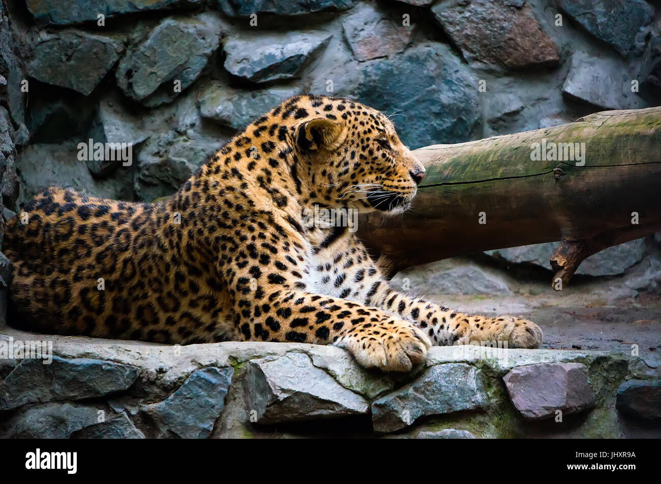 Leopard on the Rock. Far Eastern leopard is a carnivorous mammal of the ...