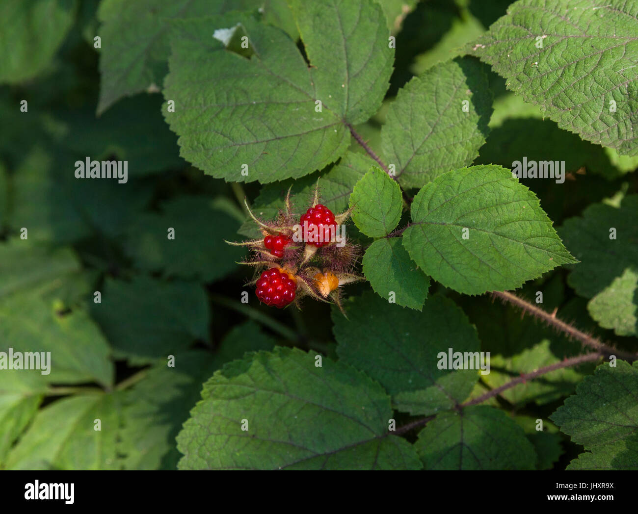 Wild ripe wine raspberries Stock Photo - Alamy