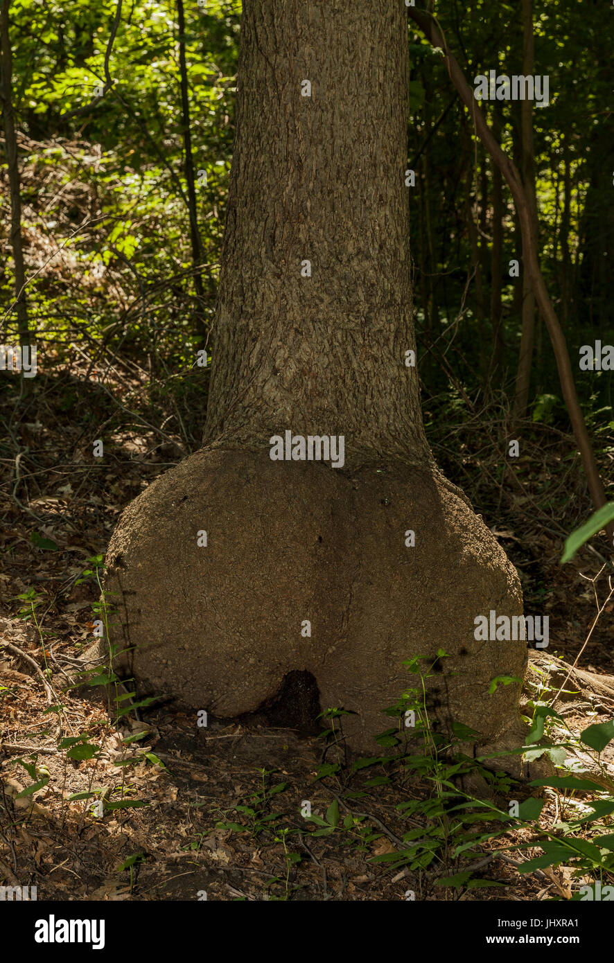 Weirdly looking bottom of the tree looking like an ass Stock Photo - Alamy
