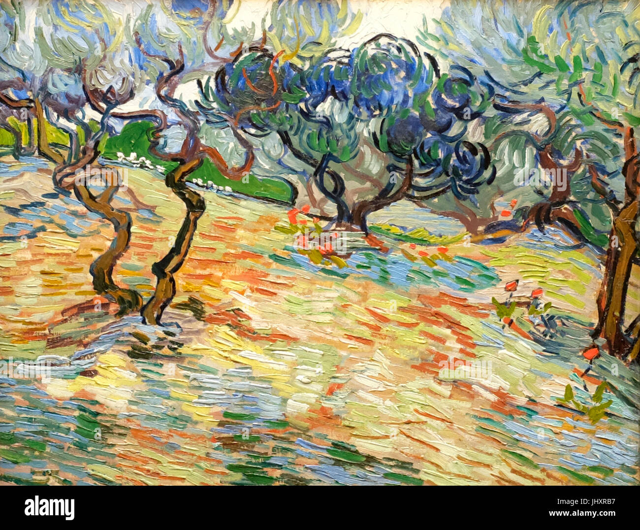 Van Gogh The Olive Trees