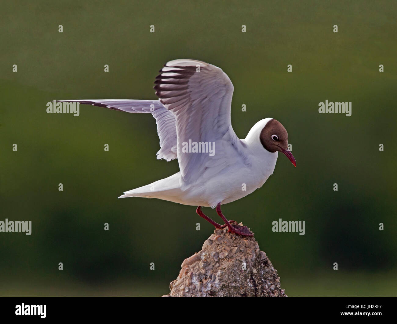 Black headed gull perched on rock with wings raised Stock Photo - Alamy