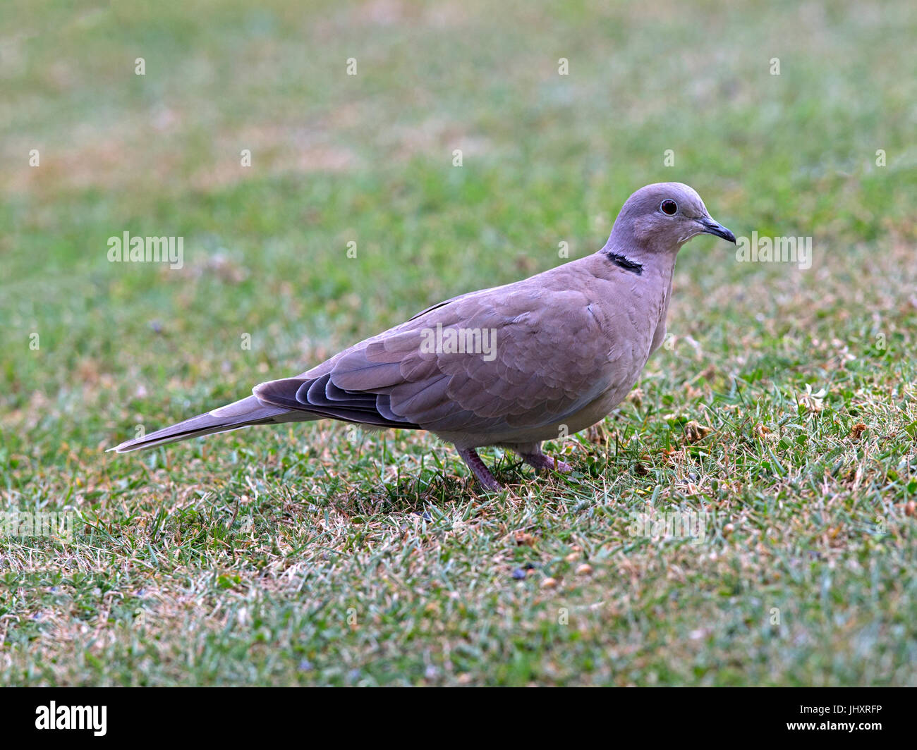 Uk collared dove hi-res stock photography and images - Alamy