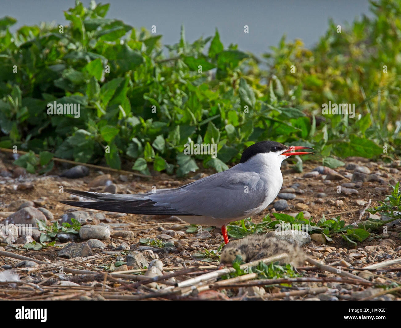 Common tern standing hi-res stock photography and images - Alamy