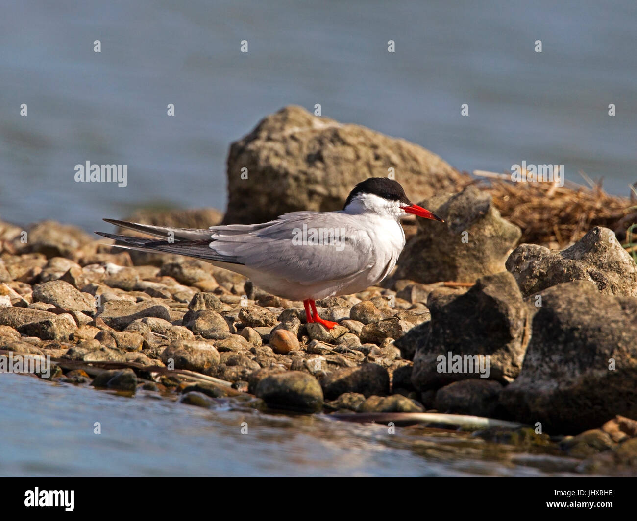 Common tern standing hi-res stock photography and images - Alamy