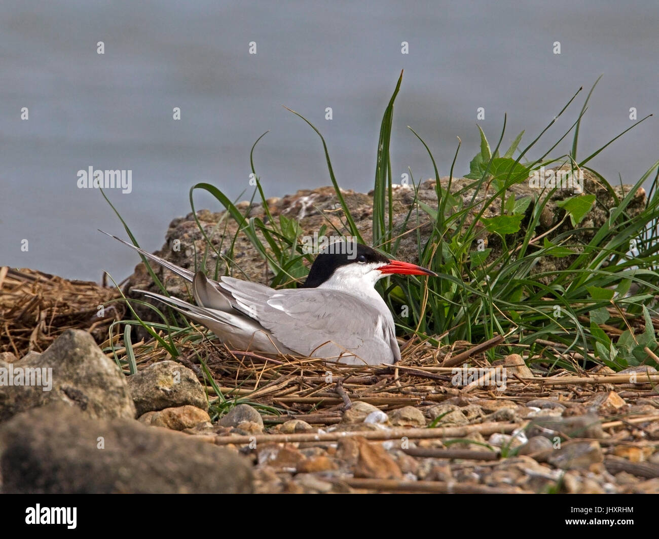 Common tern nest hi-res stock photography and images - Alamy