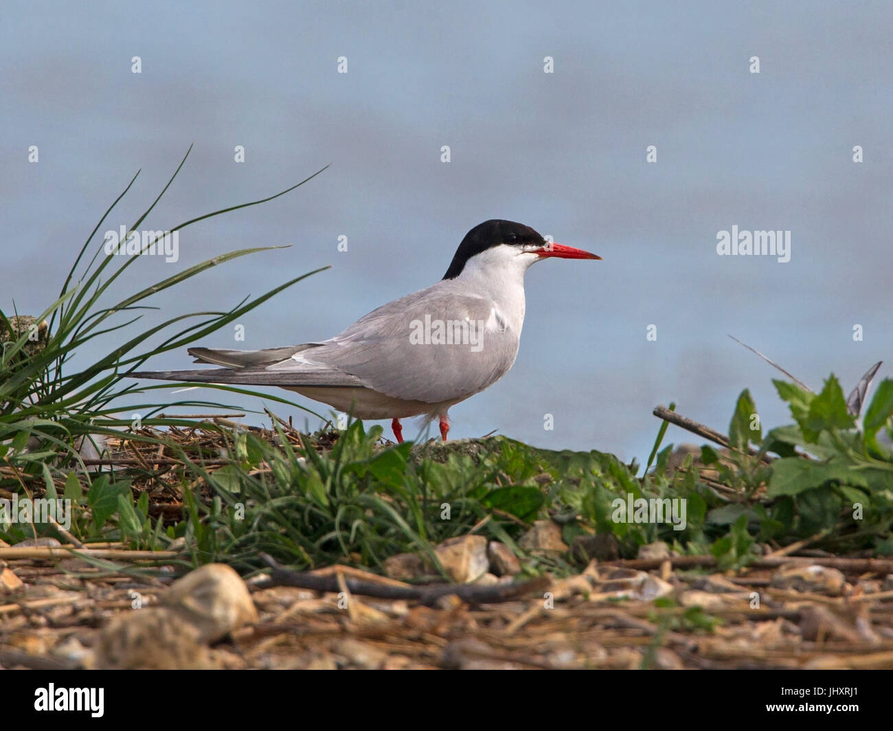 Common tern standing Stock Photo - Alamy