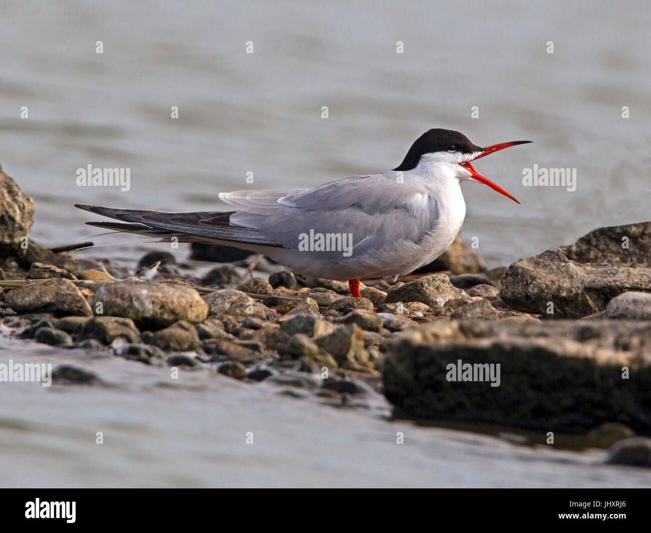 Common tern standing on rocks with beak open Stock Photo - Alamy