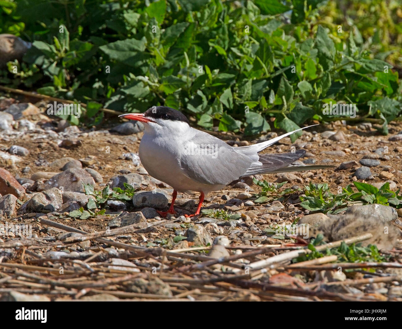 Common tern standing hi-res stock photography and images - Alamy