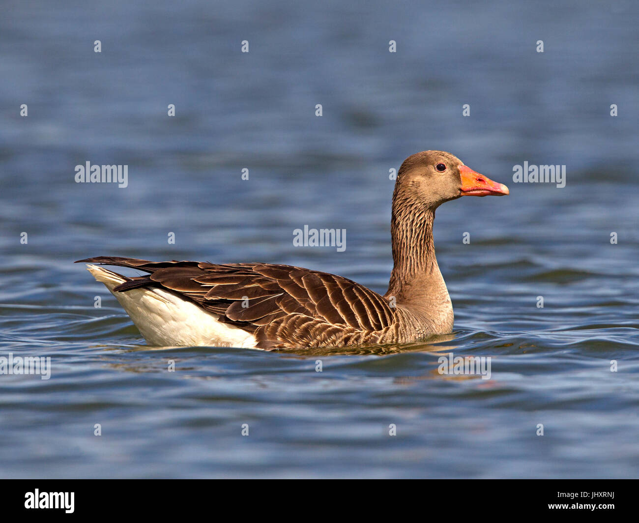 Western greylag goose swimming Stock Photo - Alamy