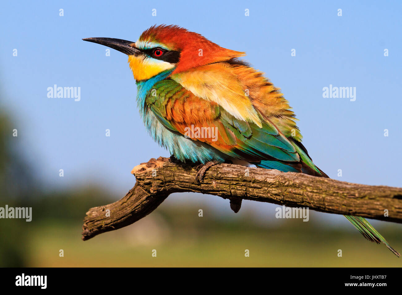 Bird wing texture hi-res stock photography and images - Alamy