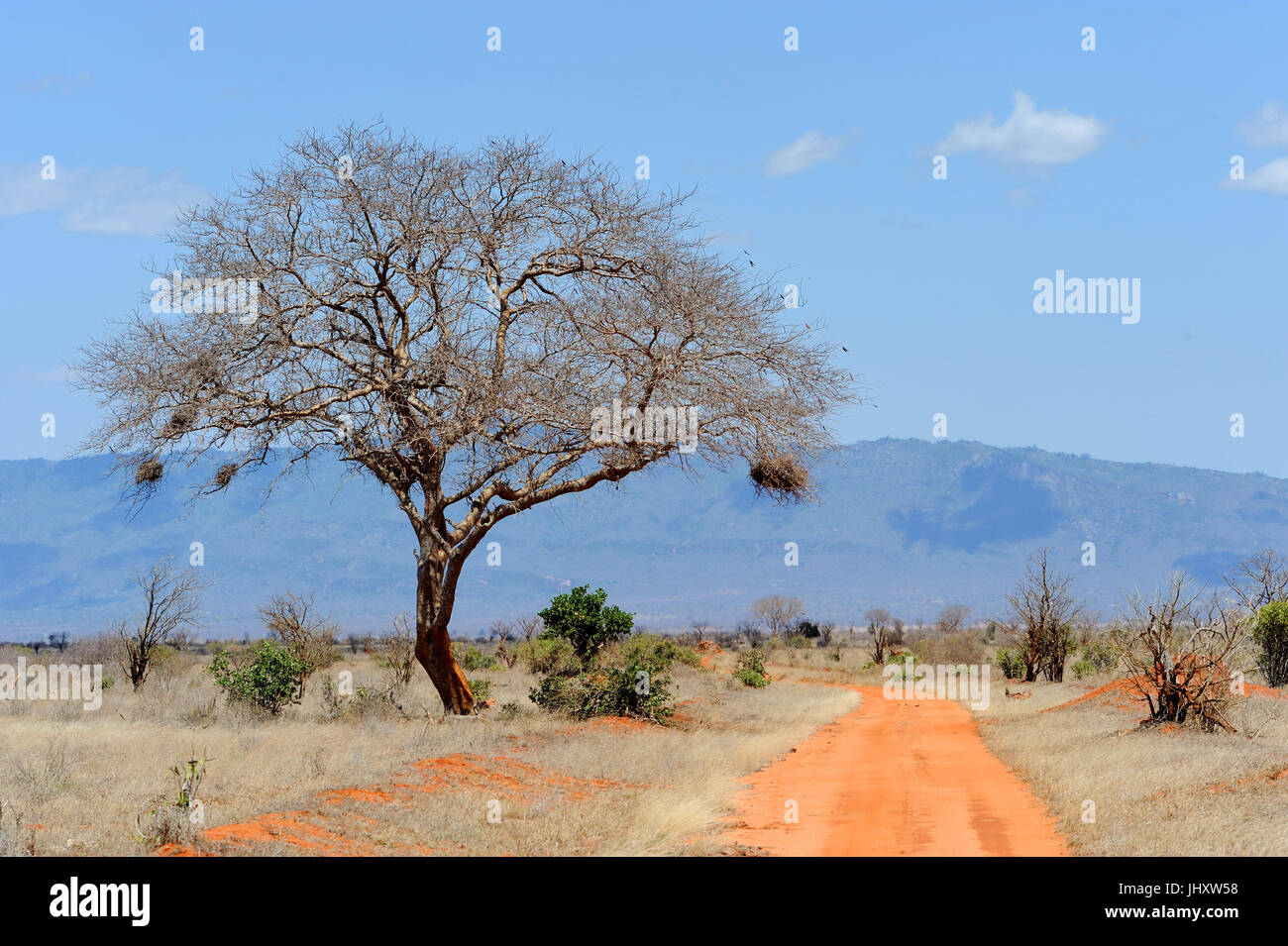 Beautiful landscape with one tree in Africa Stock Photo - Alamy