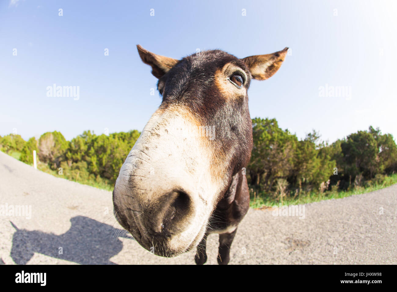 funny donkey looking at the camera Stock Photo - Alamy