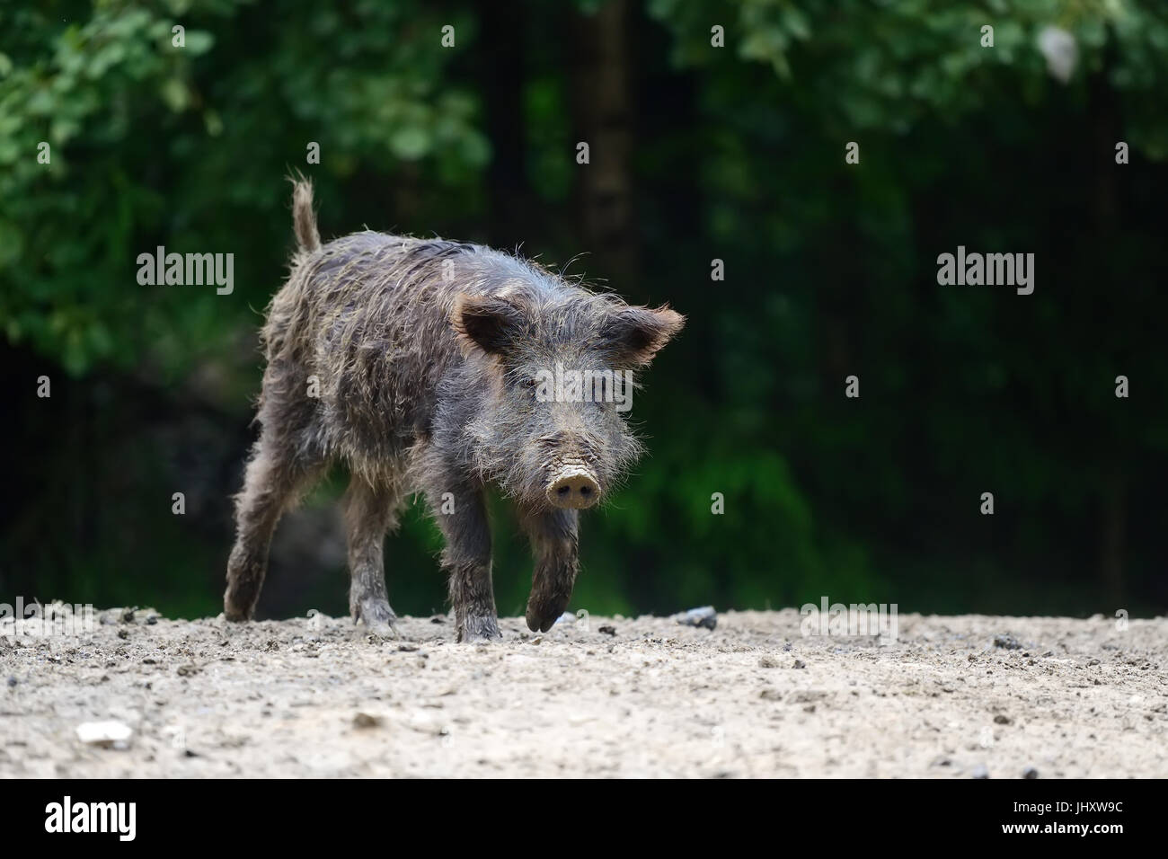 Wild boar on the forest in springtime Stock Photo - Alamy