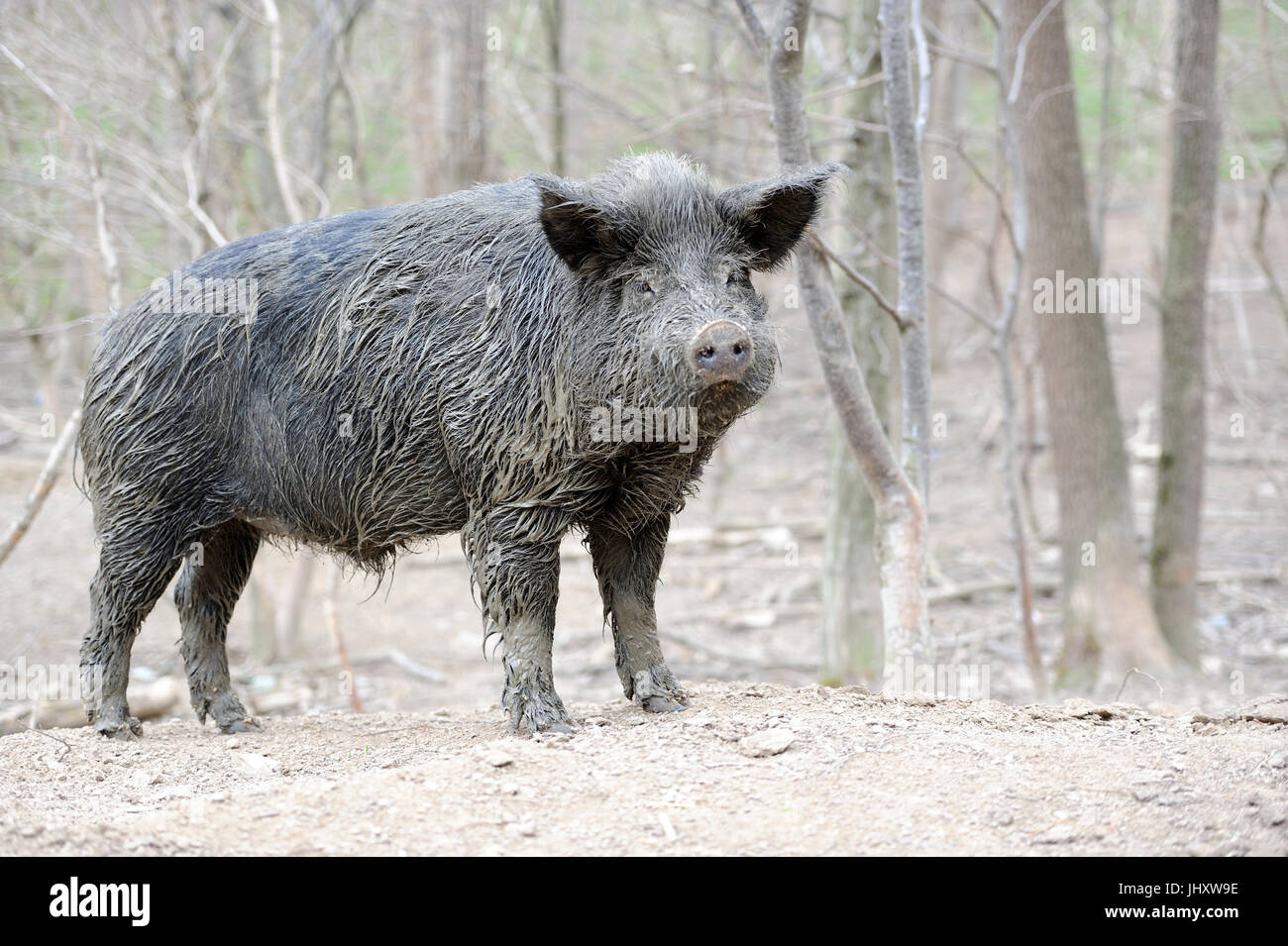 Wild boar in forest Stock Photo - Alamy
