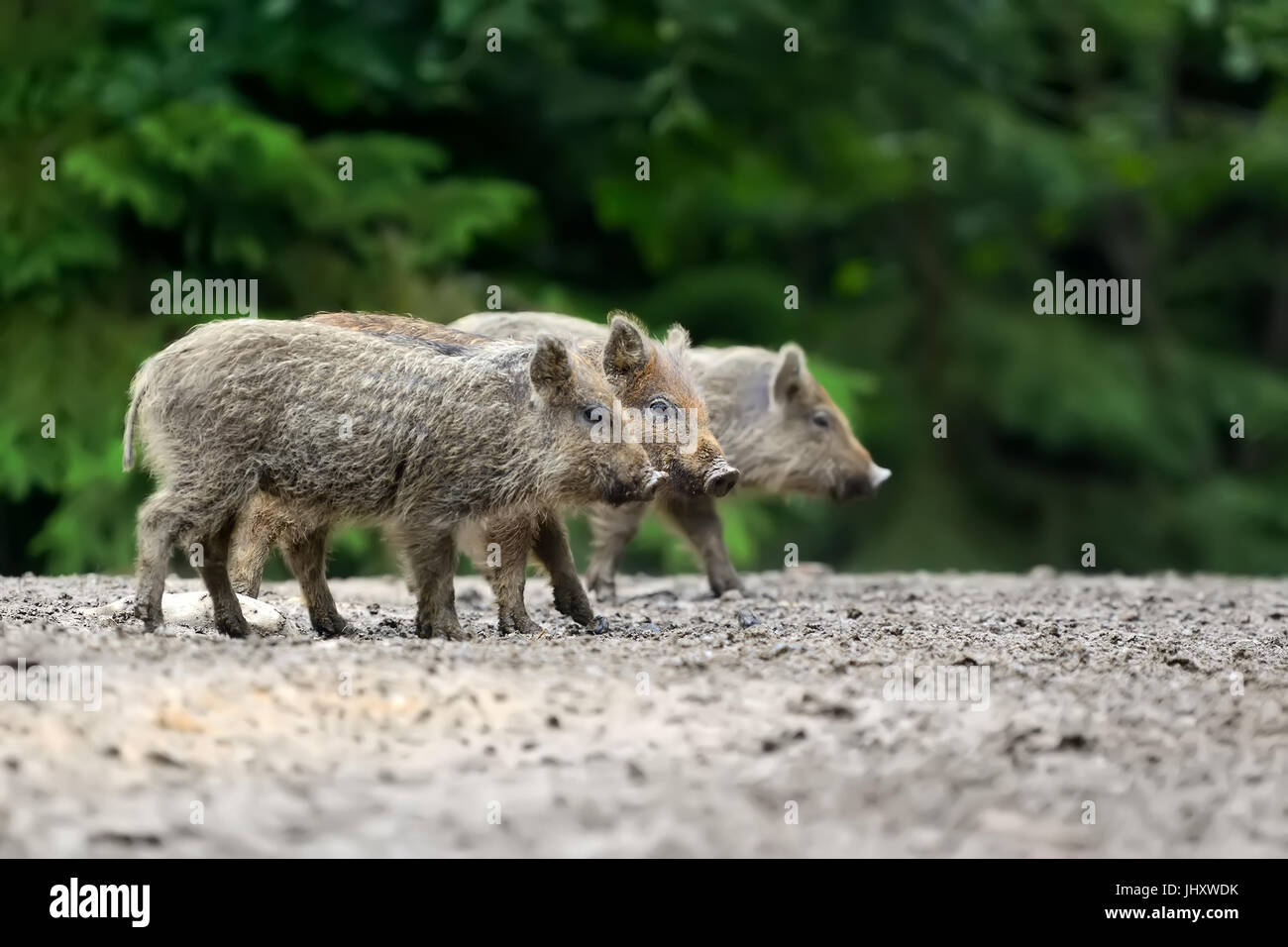 Small wild boar in the forest in the springtime Stock Photo - Alamy