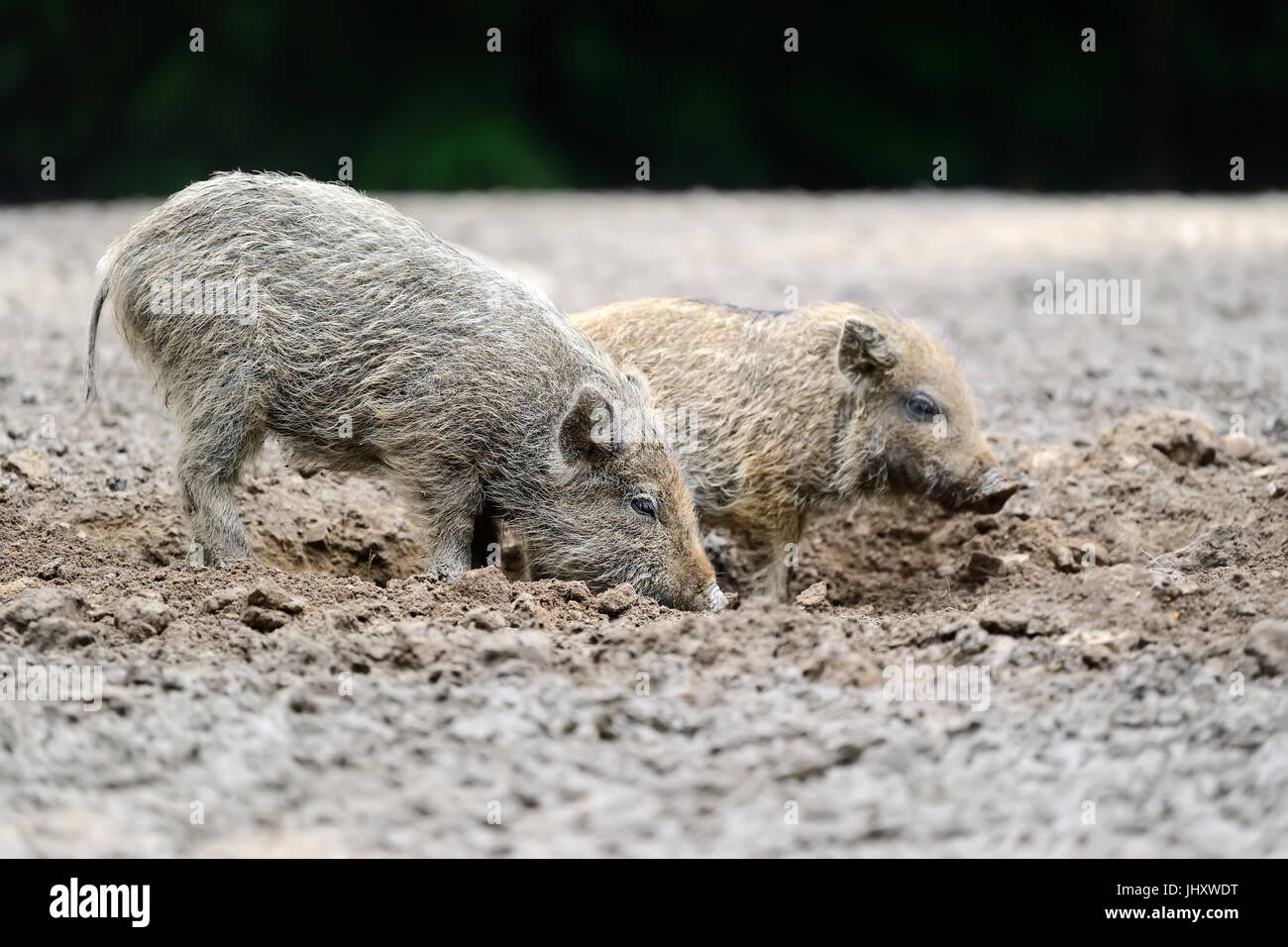 Small wild boar in the forest in the springtime Stock Photo - Alamy