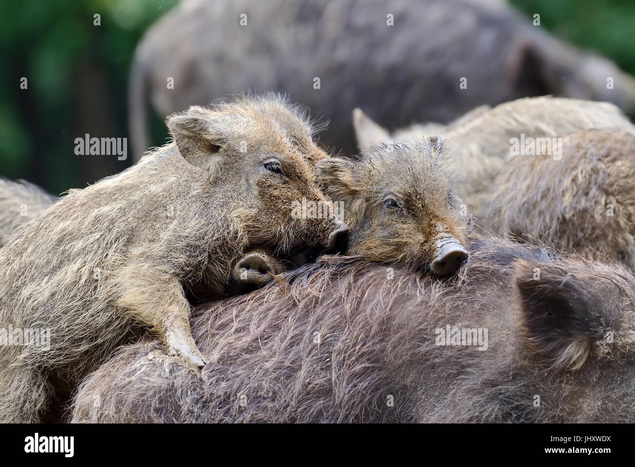 Small wild boar in the forest in the springtime Stock Photo - Alamy