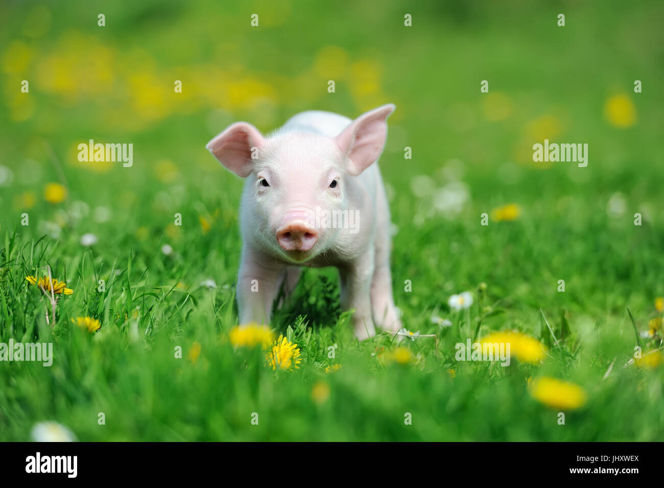 Young funny pig on a spring green grass Stock Photo - Alamy