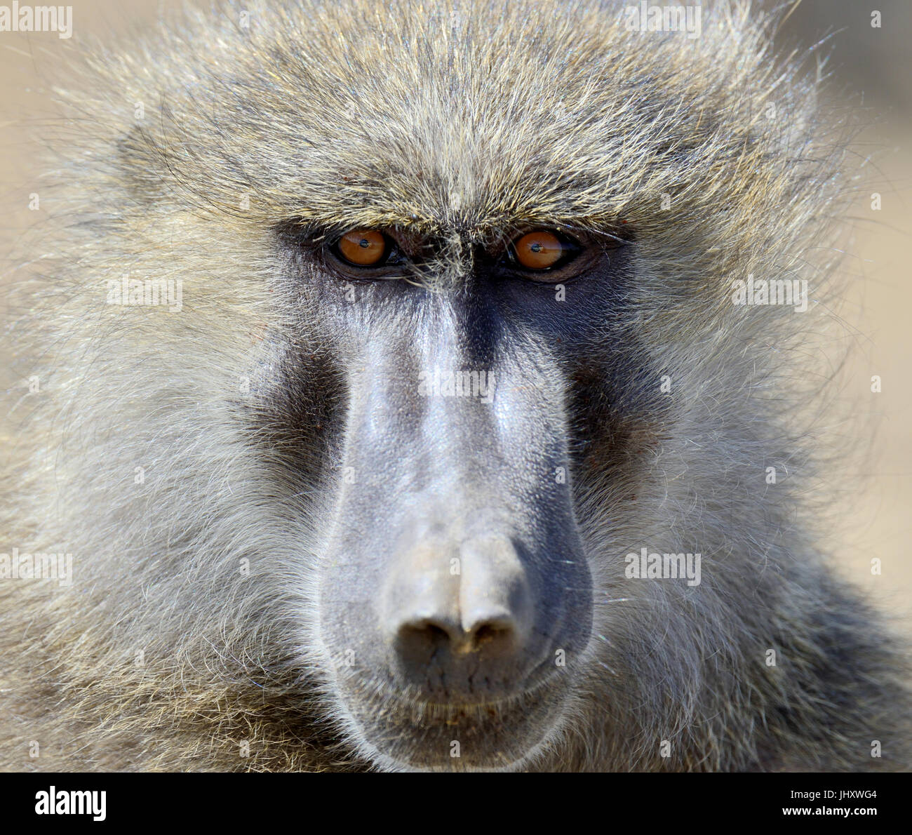 Baboon monkey in National park of Kenya, Africa Stock Photo - Alamy