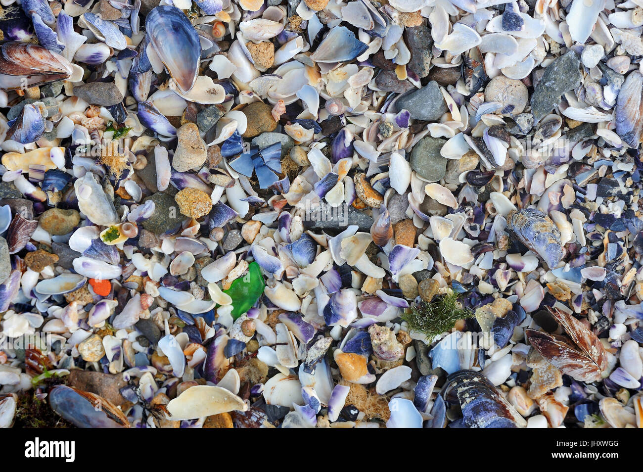 Lots of different seashells piled together in solid background Stock ...