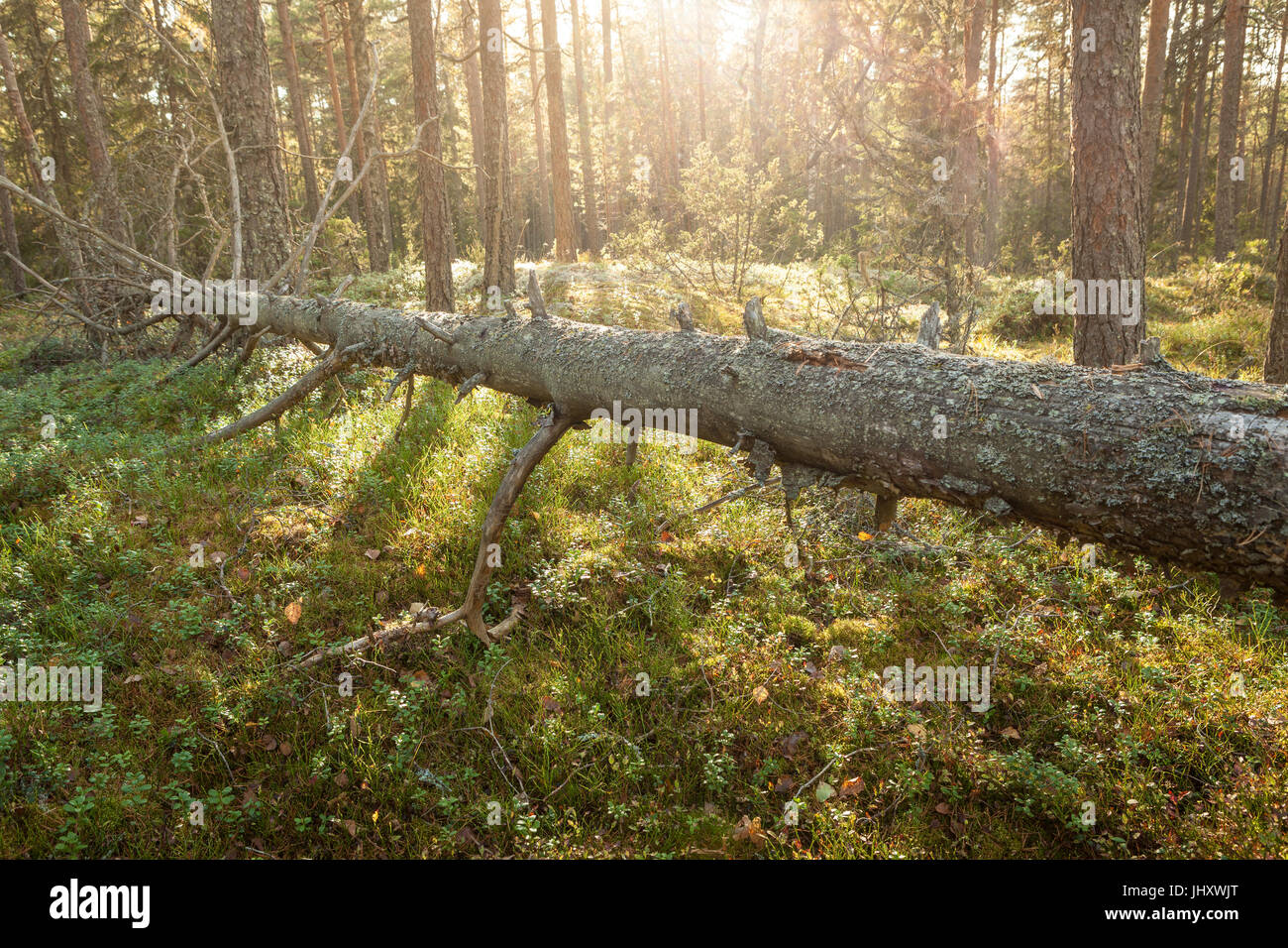 Fallen tree decay in forest Stock Photo - Alamy