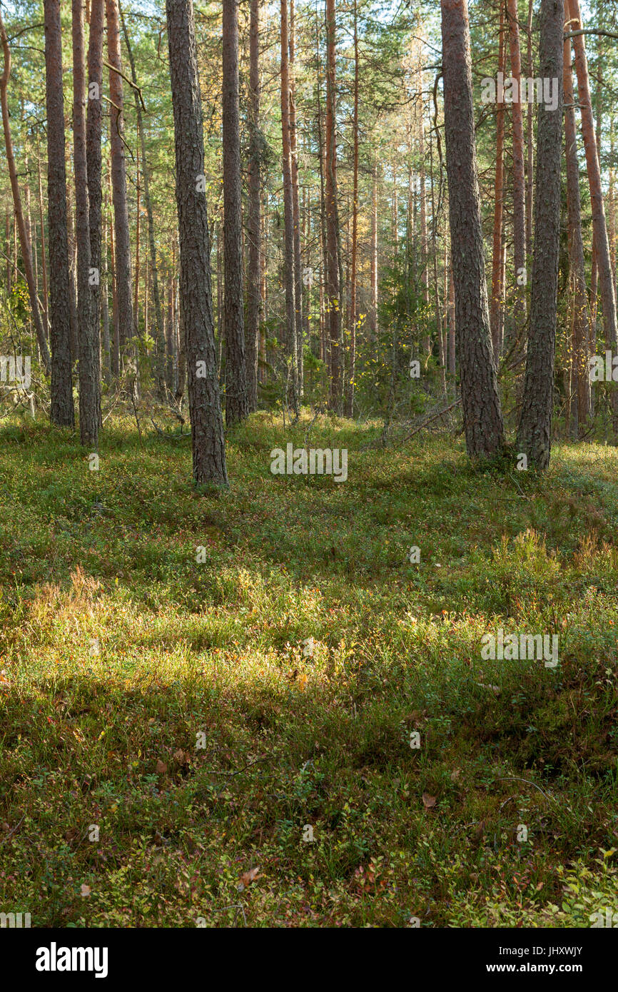 Finland scenery hi-res stock photography and images - Alamy