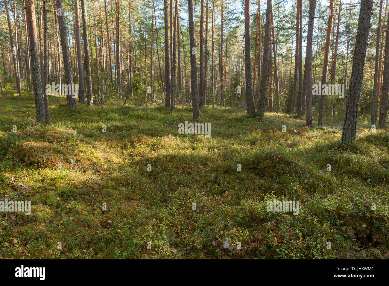 Pine forest in Finland Stock Photo - Alamy