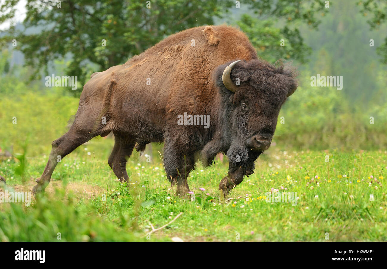 Large male of bison in the forest Stock Photo - Alamy