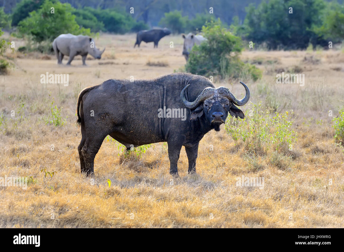 Wild African buffalo bull. Africa, Kenya Stock Photo - Alamy