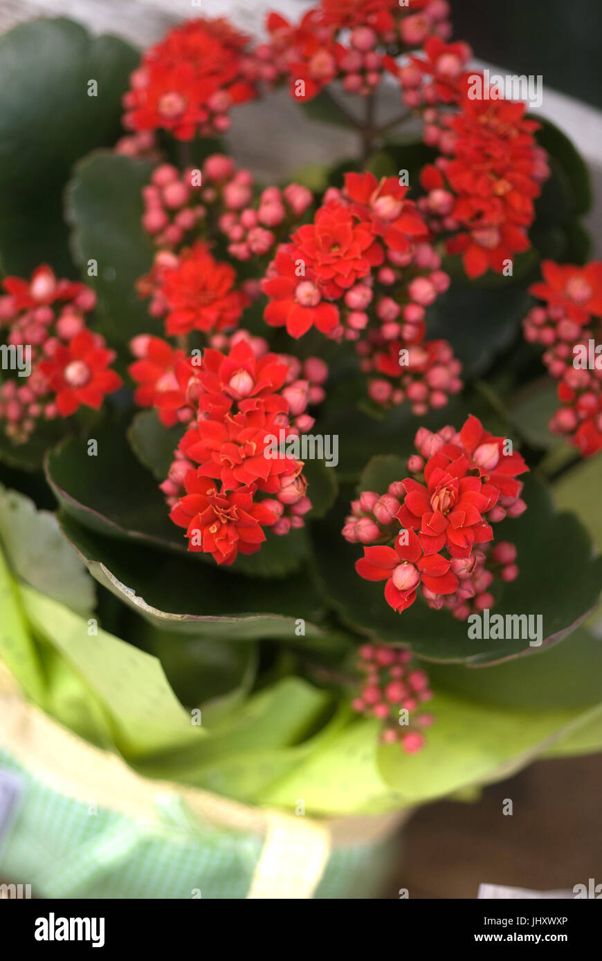 Kalanchoe plant hi-res stock photography and images - Alamy