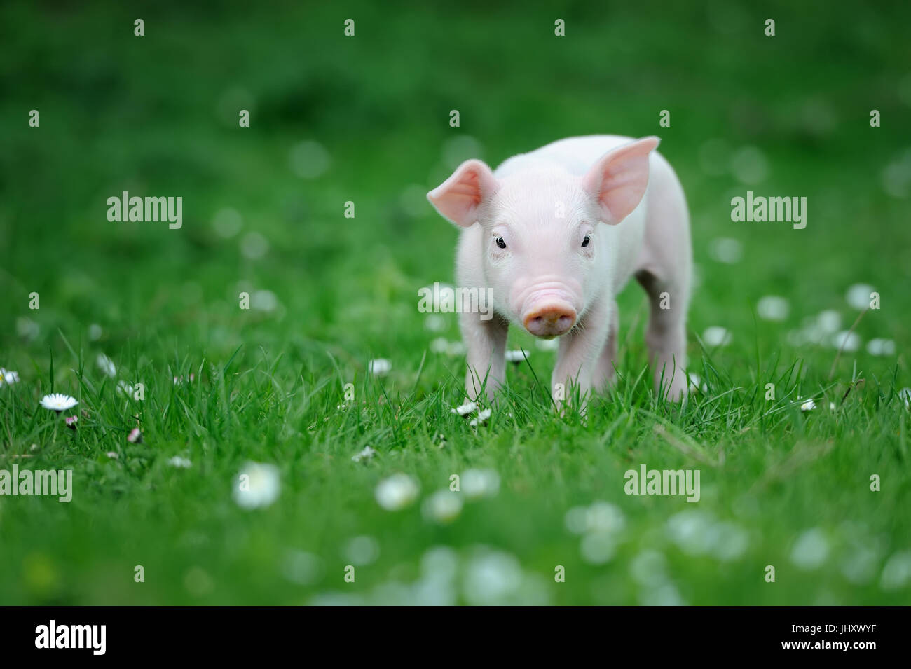 Pig ears hi-res stock photography and images - Alamy