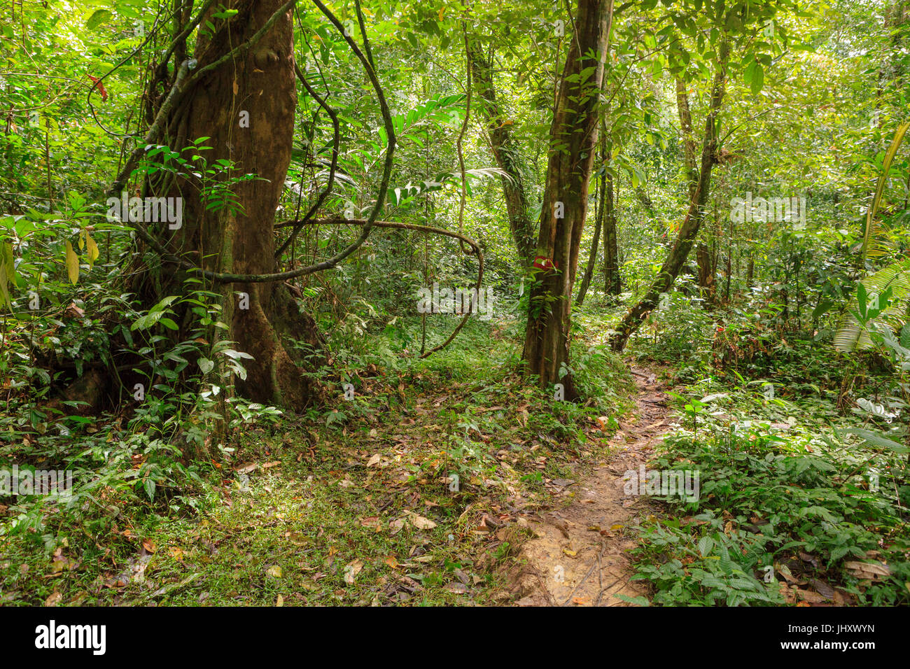 Footpath in rainforest borneo Stock Photo - Alamy