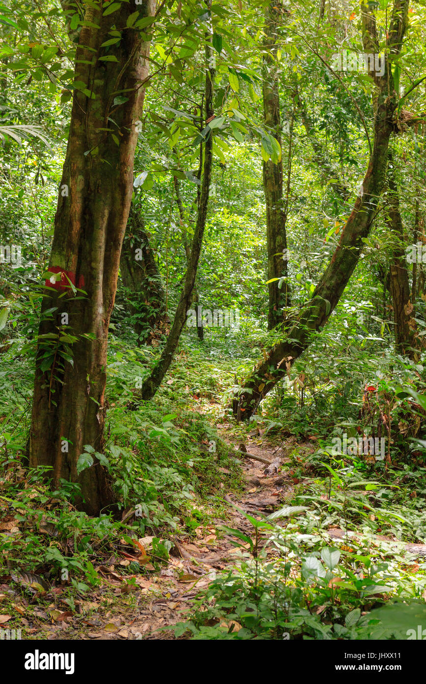 Footpath in rainforest borneo Stock Photo - Alamy