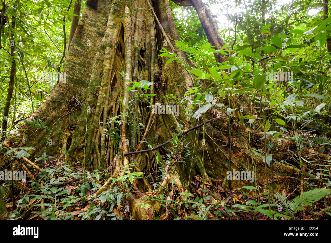 Buttress tree roots in rainforest Stock Photo - Alamy
