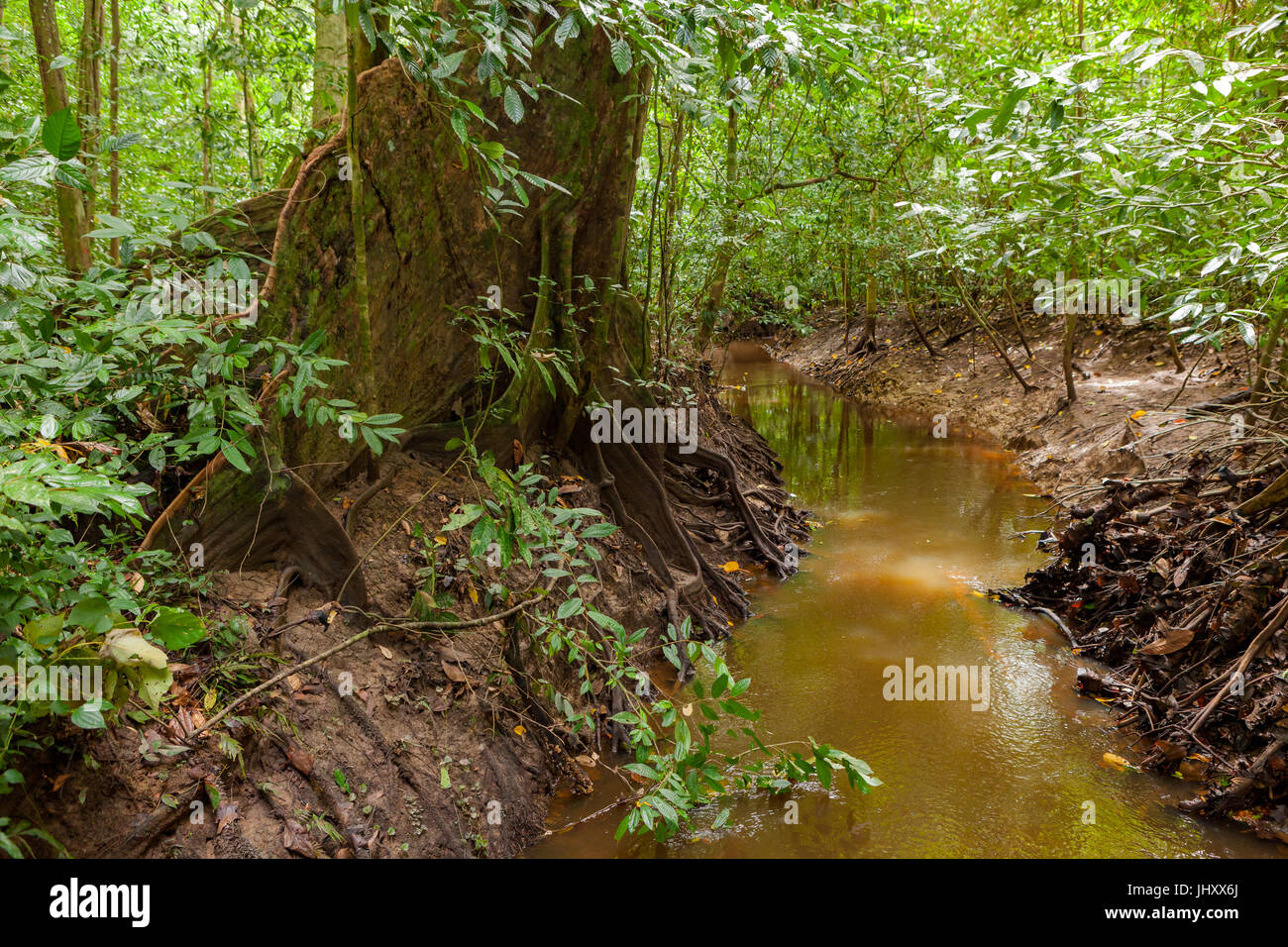 Small jungle river in borneo Stock Photo - Alamy