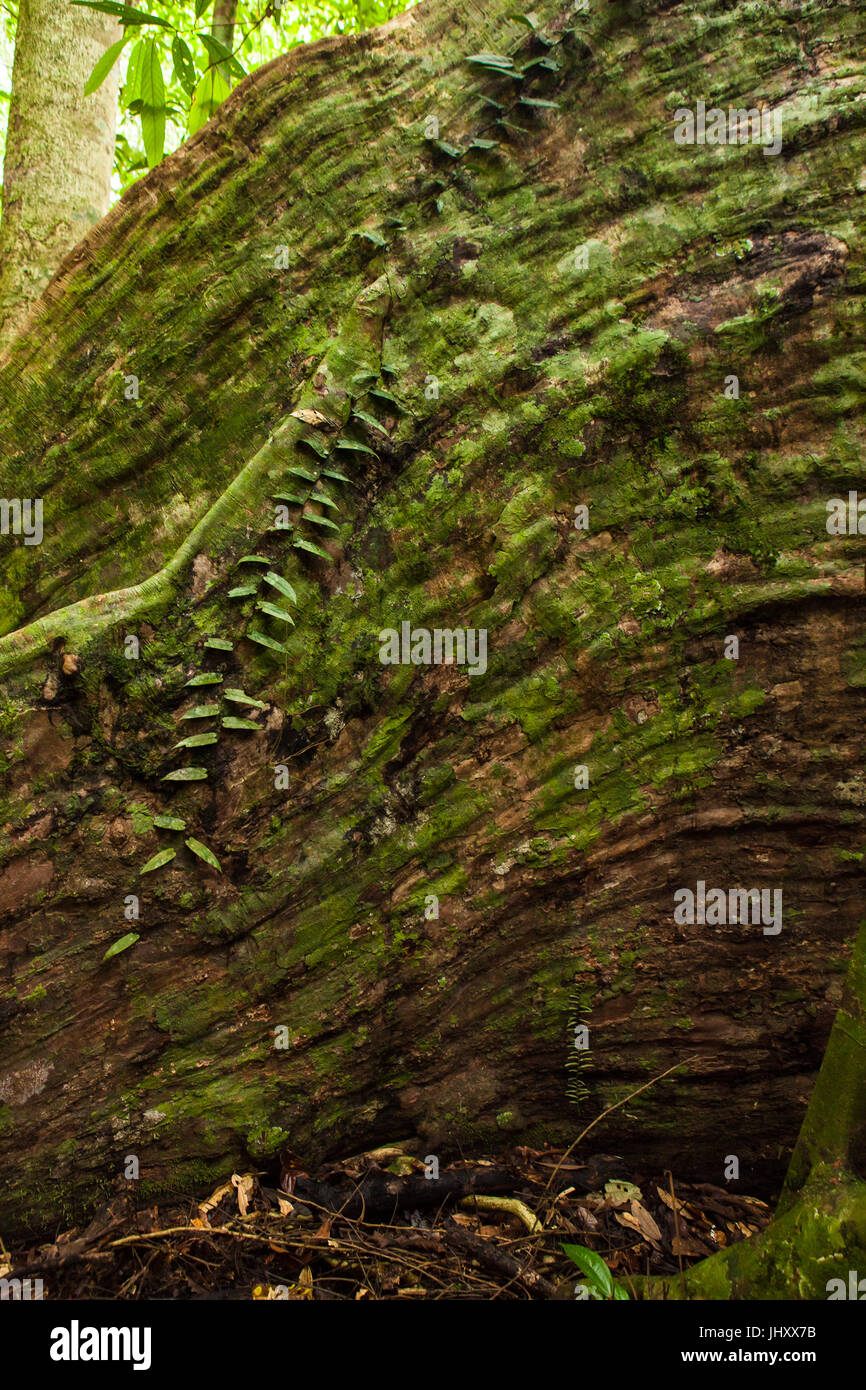 Buttress detail hi-res stock photography and images - Alamy