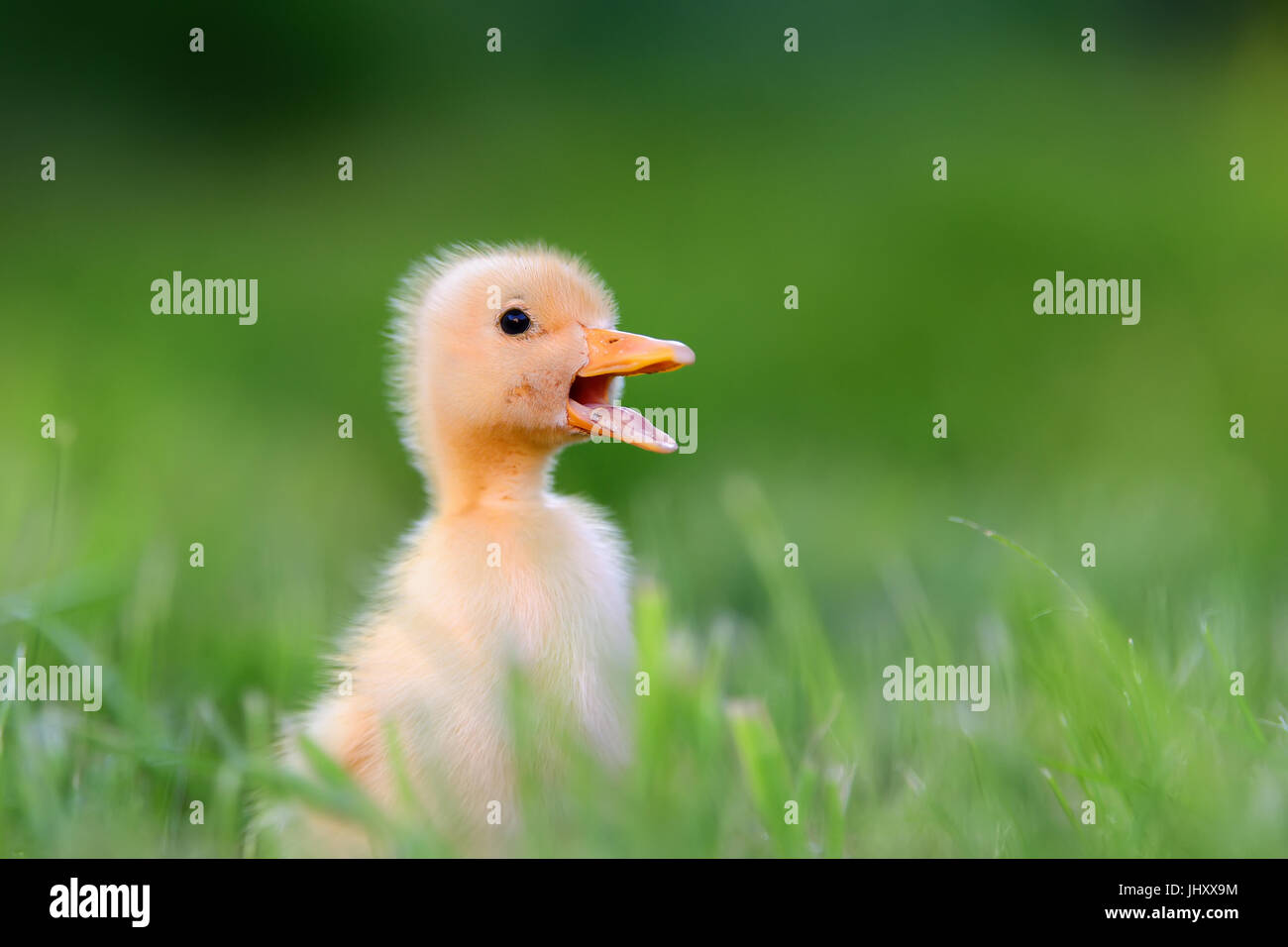 Yellow Duckling Breeds