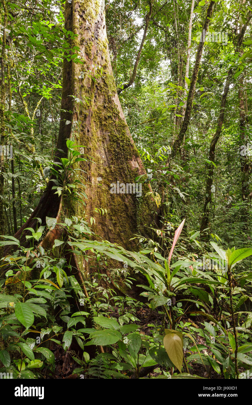 Big tree deep in rainforest borneo Stock Photo - Alamy